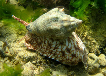 涡螺总科 Volutacea 蓝色动物学（中国动物学科普）